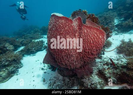 Large barrel sponge with White Sea worms on tropical coral reef Stock ...