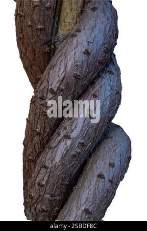 Many white birch trees and brown pine trees in a black swampy peat bog ...