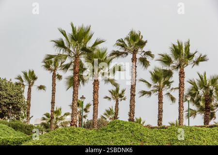 Chinese Park, Miraflores District - Lima, Peru Stock Photo - Alamy