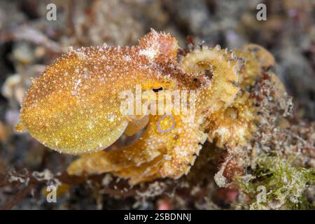 Poisonous ocellate octopus, Amphioctopus siamensis, Lembeh Strait ...