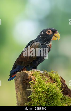 Bronze-winged parrot (Pionus chalcopterus). Historic Park of Guayaquil ...
