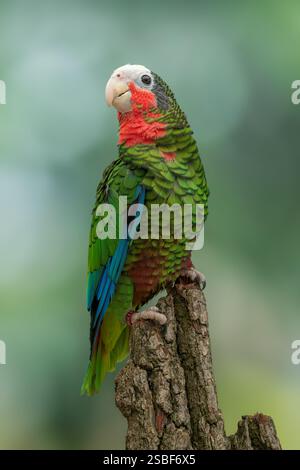 Cuban amazon, Amazona leucocephala Stock Photo - Alamy