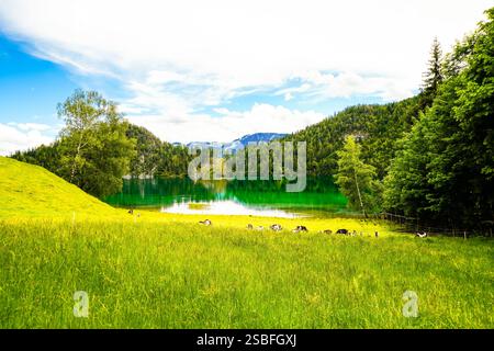 Landscape at Hintersteiner See near Scheffau in Tyrol. Idyllic nature ...