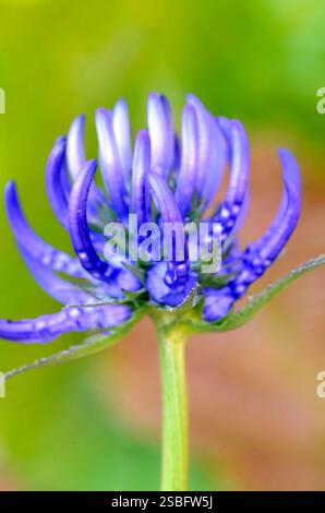 Beautiful blue flowers of Phyteuma orbiculare. round-headed rampion ...