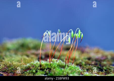 Macrophotography of a moss with its sporophytes Stock Photo - Alamy