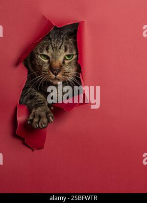 Cat is breaking through red paper Stock Photo - Alamy