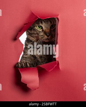 Cat is breaking through red paper Stock Photo - Alamy