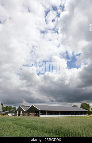 New built cattle stables in the Netherlands Stock Photo - Alamy