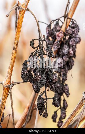 Lost harvest of blue grapes. Wrinkled withered grapes close up. A bunch ...