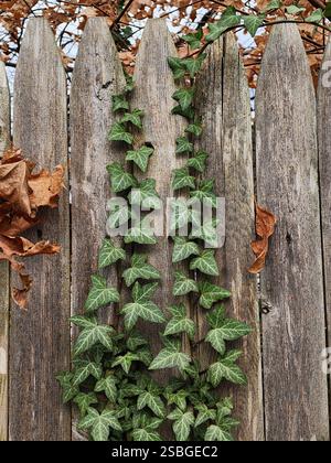 English Ivy growing up a fence. Hedera helix, the common ivy, European ...