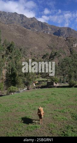 Cows in Peru South America Stock Photo - Alamy