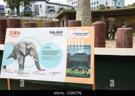 Asia elephants at Johor Zoo, Jalan Gertak Merah, Taman Istana, 80000 ...