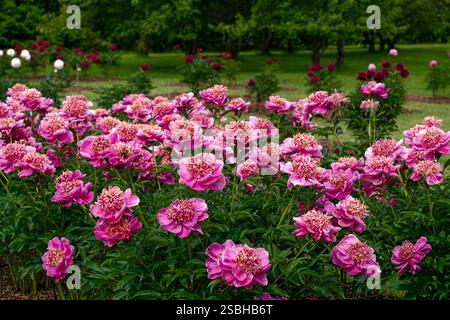 Wonderful hot pink garden peony (Paeonia lactiflora) in full bloom in ...