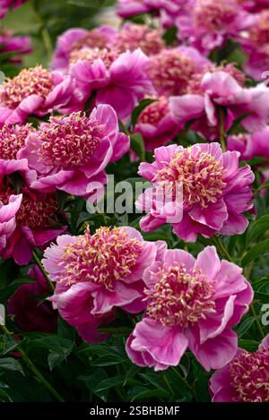 Wonderful hot pink garden peony (Paeonia lactiflora) in full bloom in ...