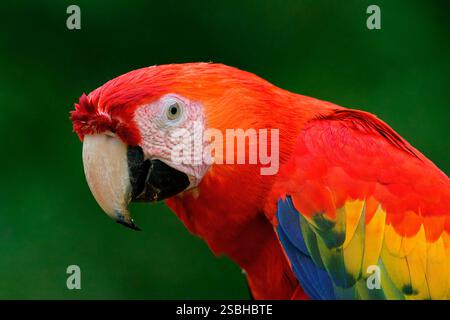 Hybrid Scarlet x Great Green Macaw (Ara macao x militaris), Portrait ...