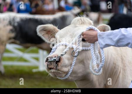 British Charolais Cow at The Great Yorkshire Show, England Stock Photo ...