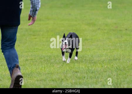 Border Collies at The Great Yorkshire Show, England Stock Photo - Alamy