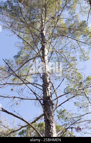 sand pine (Pinus clausa Stock Photo - Alamy