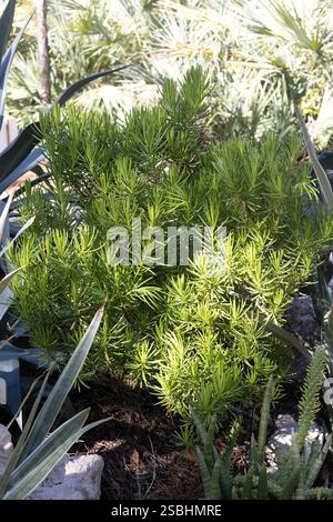 Senecio barbertonicus - bush senecio Stock Photo - Alamy