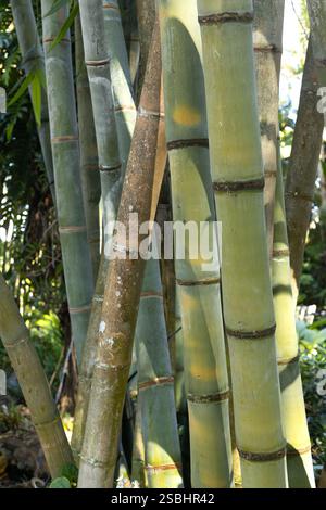 Giant Bamboo (Dendrocalamus giganteus) in the Royal Botanic Gardens ...