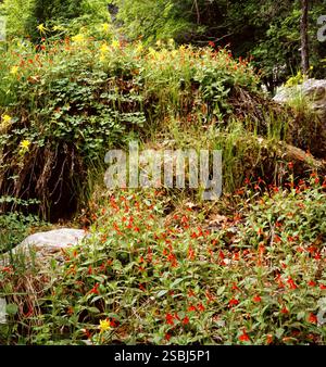 Red Hummingbird trumpet and yellow Columbine flowers flourish in Garden ...