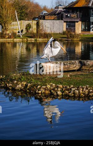 A pelican stretching its wings by a lake Stock Photo - Alamy