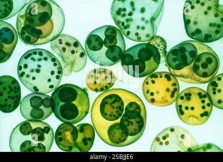 Algae, light micrograph Stock Photo - Alamy