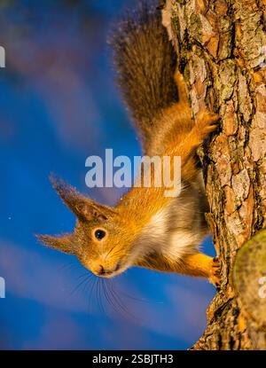 Red Squirrel in Norway Stock Photo - Alamy