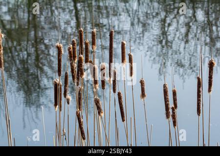 Swamp cattails Typha angustifolia Broadleaf brown flowers in spring ...