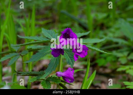 Dentaria glandulosa. Purple flowers in the spring forest Stock Photo ...
