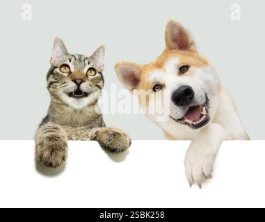 Cat kitten hanging over blank poster or board Stock Photo - Alamy