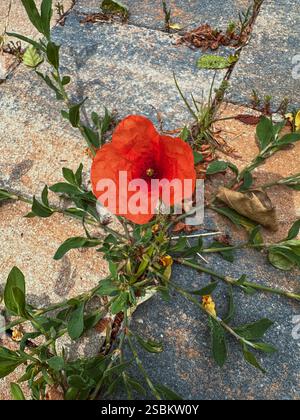 Red Poppy Flower Growing through Concrete Paving Slabs on Street Stock ...