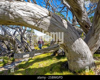 Hiking through snow gums on the Perisher Valley to Bullocks Flat ...