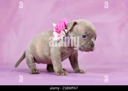 Healthy lilac brindle French Bulldog with long snout, natural tail and ...