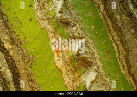 Hard and irregular surface of a cactus euphorbia ingens. Natural ...