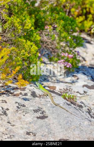 Sicilian wall lizard (Lacerta wagleriana), sitting on a rock, Avola ...