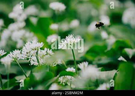 A bumblebee flies over a field with flowers in Wehrheim near Frankfurt ...