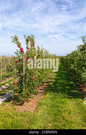 Apple trees in the Altes Land. Apple trees Stock Photo - Alamy