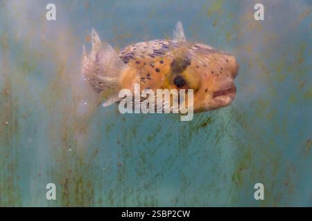 Pufferfish in the Punta Culebra Nature Center, Panama Stock Photo - Alamy