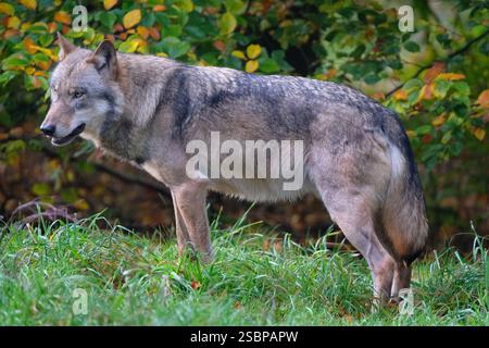 Wolf-Europaeischer Grauwolf in Deutschland in Aktion. Wolf-Grauwolf ...