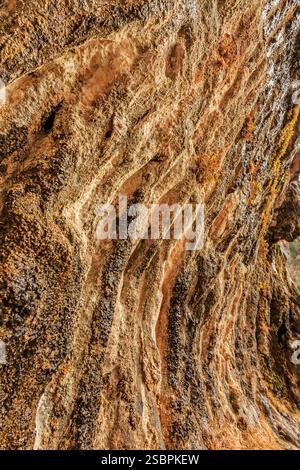 The bark of a tree is rough and has many ridges. The bark is brown and ...