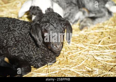 An adorable black lamb relaxes on straw, showcasing its soft, fluffy ...