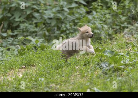 One four weeks old Arctic wolf cub (Canis lupus arctos) walking thru ...
