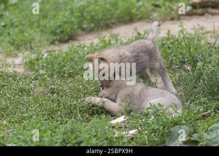 Two four weeks old Arctic wolf cub (Canis lupus arctos) playing with ...
