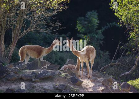 Three vicunas (Lama vicugna) stand on rocky terrain under a tree in a ...
