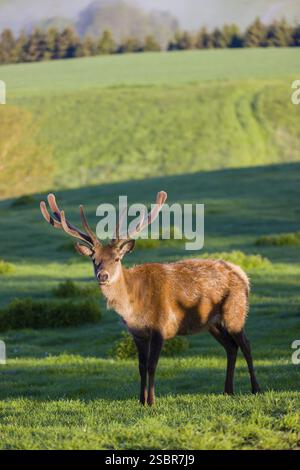 One male Altai maral, Altai wapiti or Altai elk (Cervus canadensis ...
