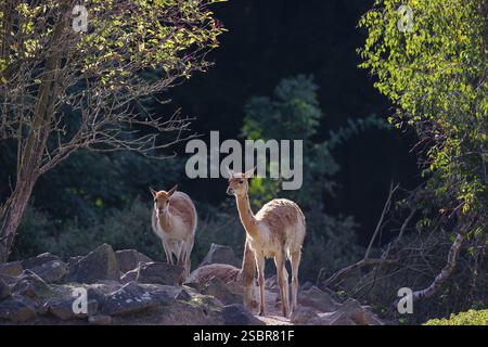 Three vicunas (Lama vicugna) stand on rocky terrain under a tree in a ...