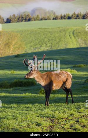 One male Altai maral, Altai wapiti or Altai elk (Cervus canadensis ...
