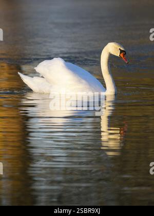 Swan on the lake swims reflected in the water Stock Photo - Alamy