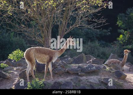 Two vicunas (Lama vicugna) stand on rocky terrain under a tree in a ...